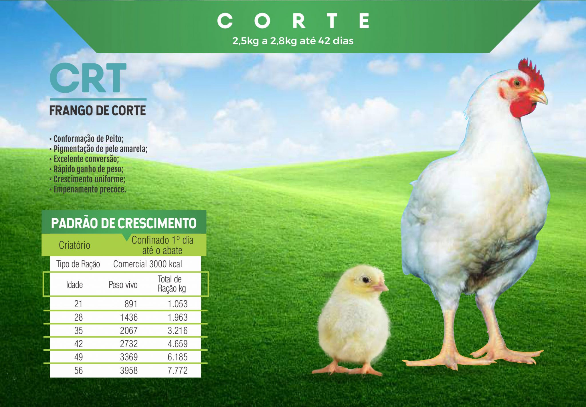 Frango de Corte – Pintinho Caipira